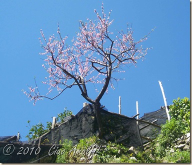 Spring Blossoms on the Amalfi Coast | Ciao Amalfi